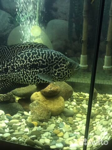 Манагуанская цихлазома