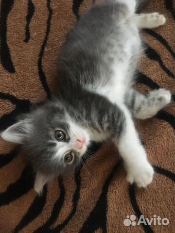 Очаровательная кошечка ищет себе уютный дом