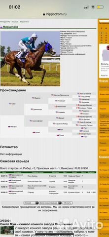 Английские чтстокровные лошади