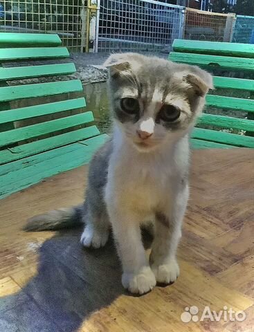 Котенок вислоухий неизвестной породы