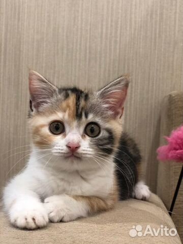 Котенок-солнышко дев 2мес
