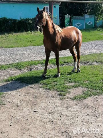 Лошадь жеребец