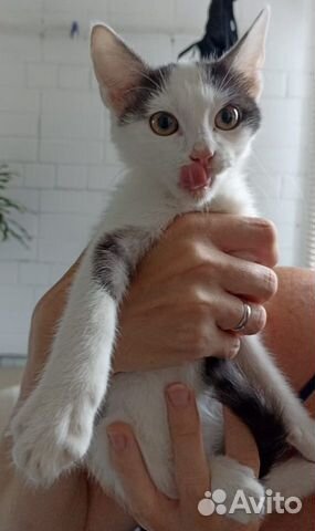 Лучший котенок Тимоха