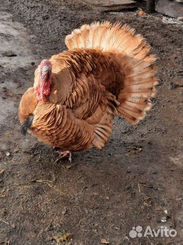 Индюшата палевые узбекские