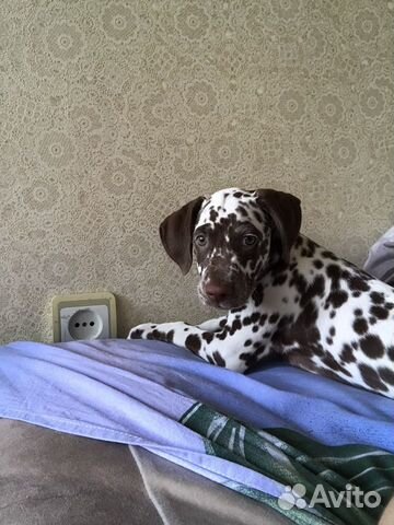 Долматинец