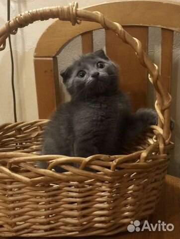 Вислоухий котенок Оскар 1 месяц в добрые руки