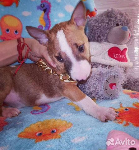 Крупный мальчик стандартного бультерьера