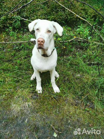 Дамонда бросили на стройке