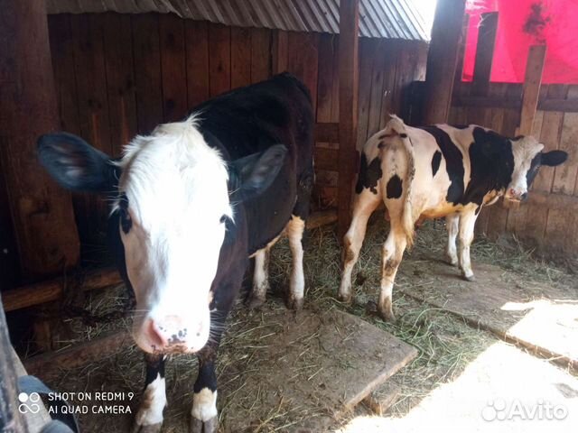 Бычки и быки телки