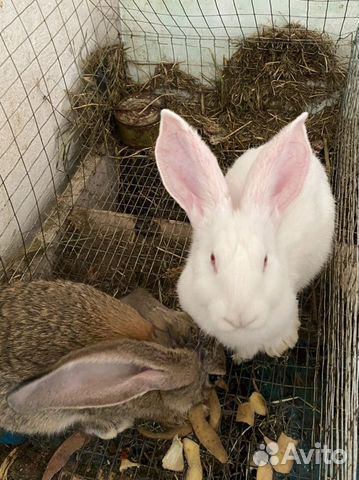 Крольчата
