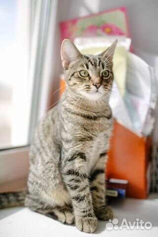 Котенка предали хозяева, ищу дом