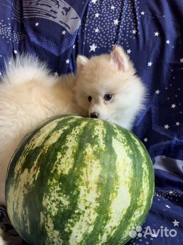 Помски Pomsky