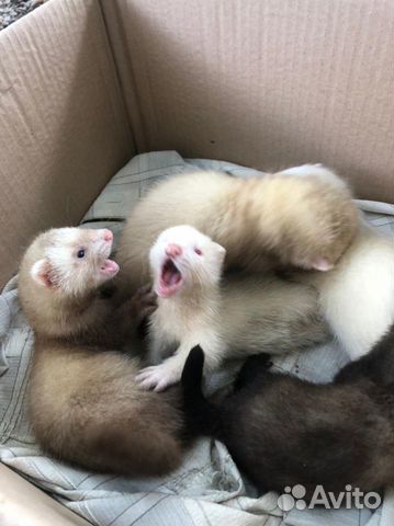 Фретка, хорёк