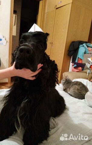 Английский кокер спаниэль предлагается для вязки
