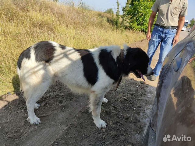 Найден алабай