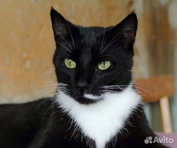 Фиби,замечательная кошка