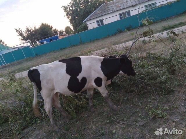 2 телочки породы галстина,2 стельные телочки красн