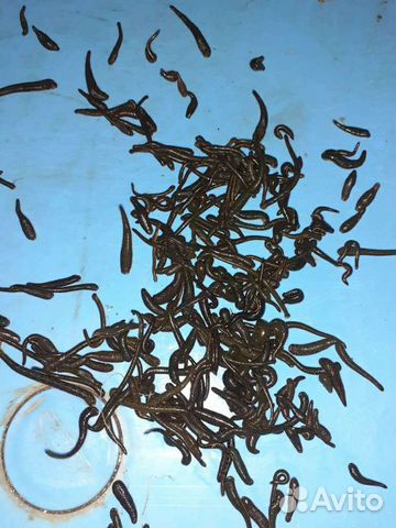 Пиявки медицинские