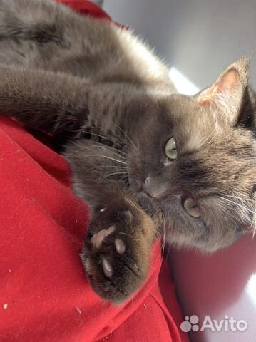 Продам кота