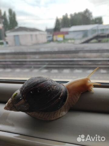 Улитки Ахатины