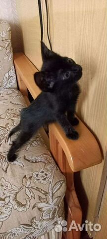 Котенок чисто черный