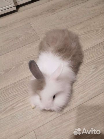 Пушистые ушастики