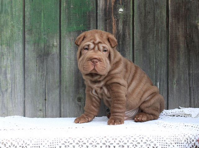 Шарпей щенок Изюмчик