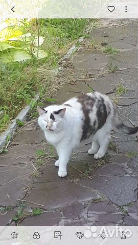 Взрослая кошка