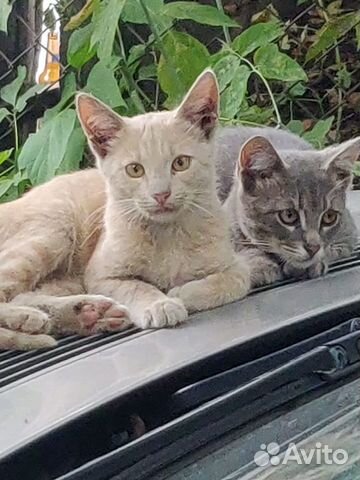 Котята в дар