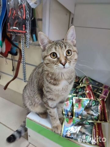 Европейская