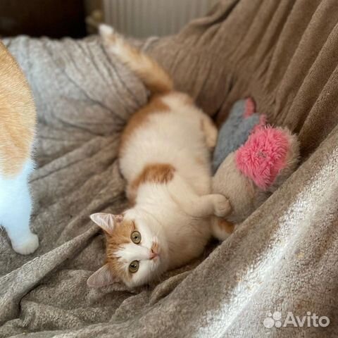 Шикарная кошечка Мариса ищет родителей