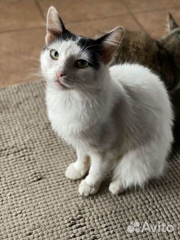 Котик крысолов