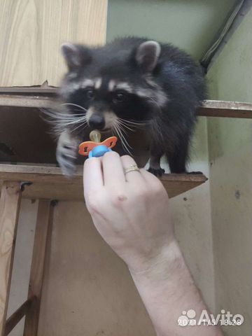 Енот полоскун