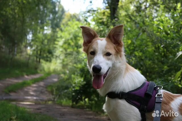 Щенок в добрые руки бесплатно