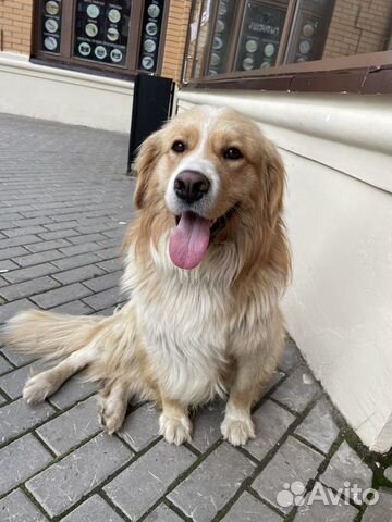 Ретривер ищет дом