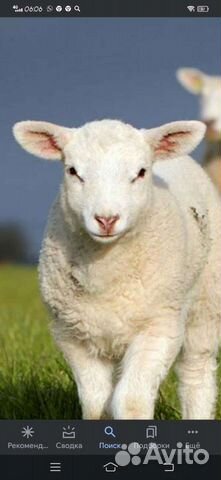 Продаю ягнят