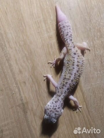 Взрослая самка эублефара