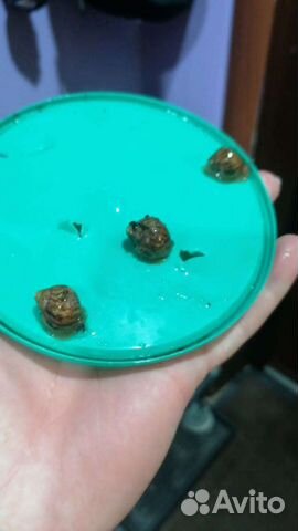 Улитки ахатины