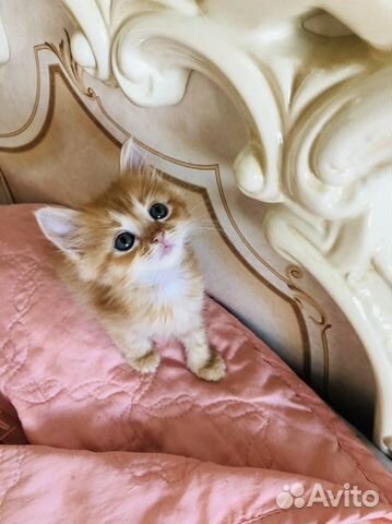 Котенок в добрые руки