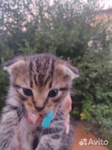 Шотландская