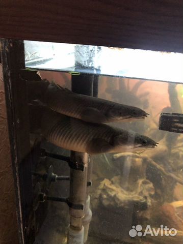 Полиптерус