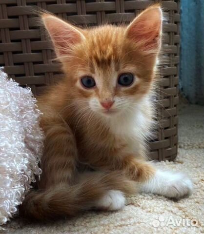 Котята отдам даром
