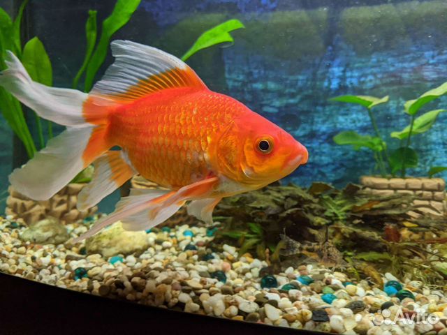 Аквариум Aquael 112 л