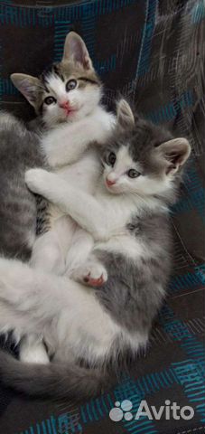 Котята в добрые руки бесплатно