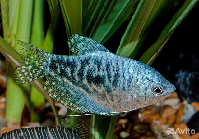 Гурами мраморный самка