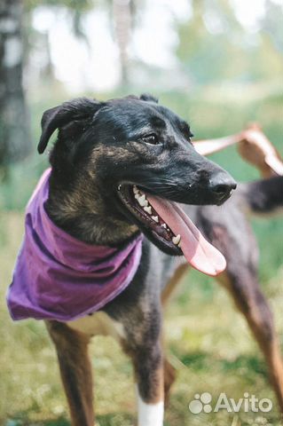 Восходящая звезда собака Гера из приюта