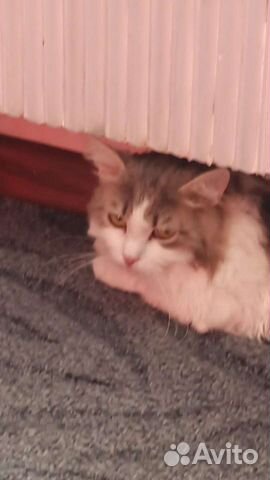 Сибирский кот