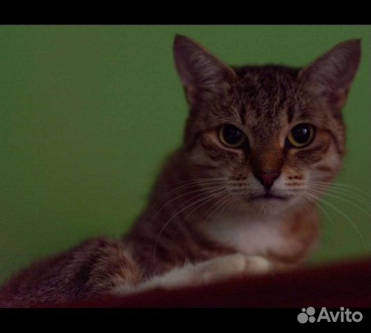 Кошка Клёпа 2 года, стерилизована