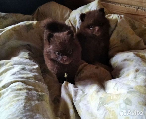 Шоколадочки