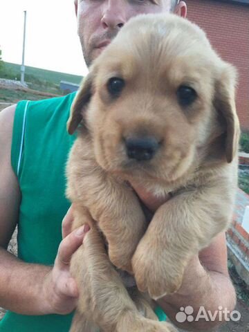 Лучше друга, чем спаниель для ребёнка не найти